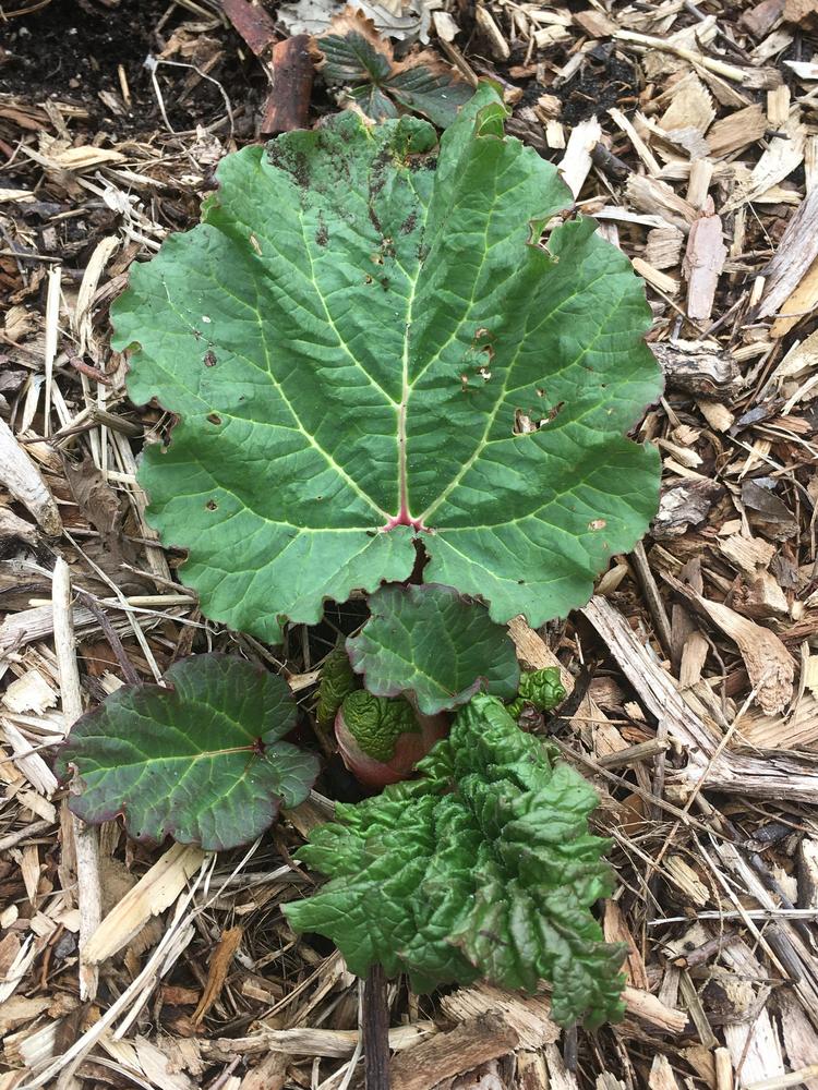 Photo of the entire plant of Rhubarb (Rheum rhabarbarum 'Victoria ...