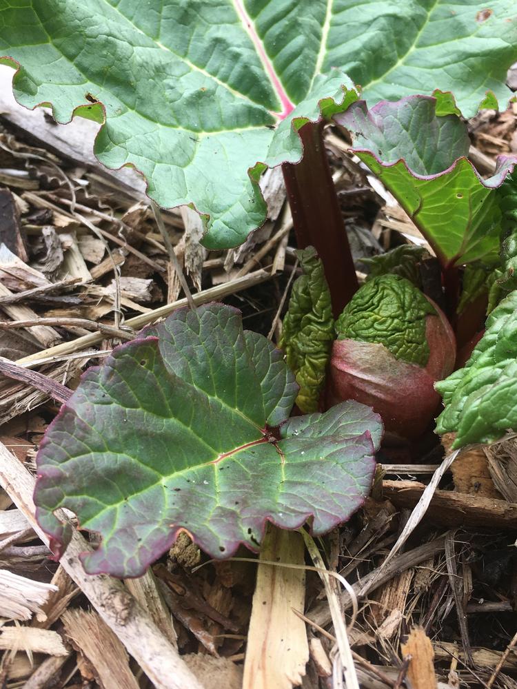 Photo of the emerging growth of Rhubarb (Rheum rhabarbarum 'Victoria ...