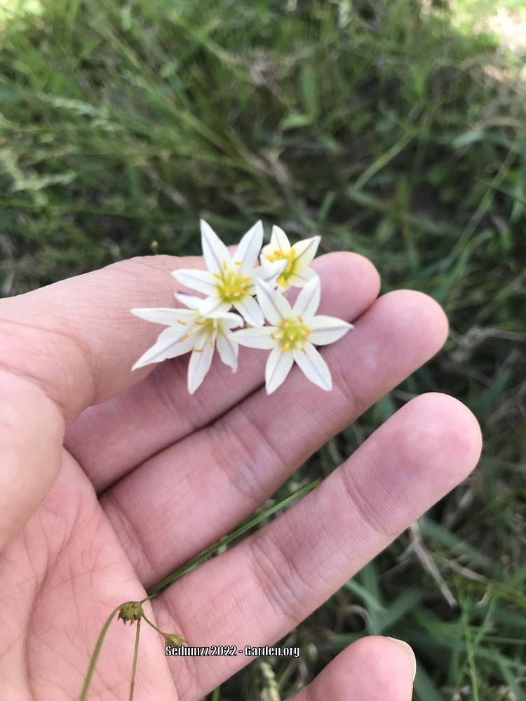 Photo of the bloom of Crow Poison (Nothoscordum bivalve) posted by ...