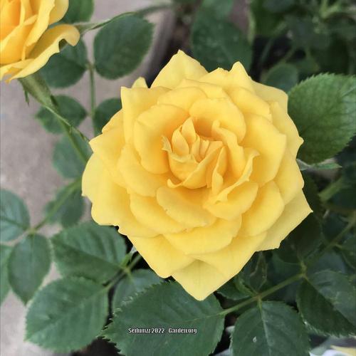 Rose (Rosa 'Sunrosa Yellow Delight') in the Roses Database - Garden.org