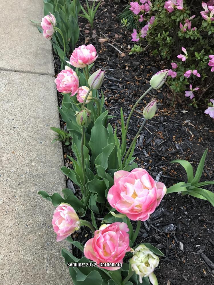 Photo of the entire plant of Double Late Tulip (Tulipa 'Finola') posted ...