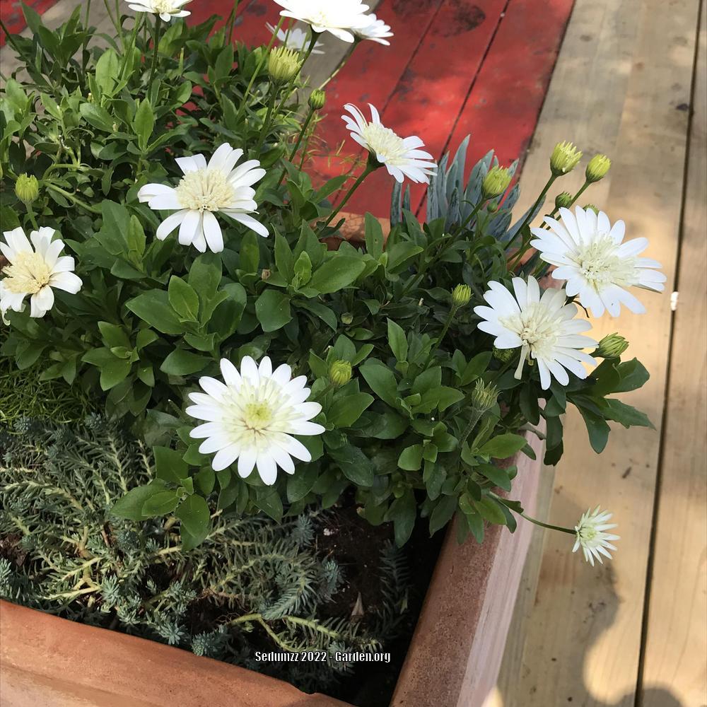 Photo of the entire plant of African Daisy (Osteospermum 3D™ Coconut ...