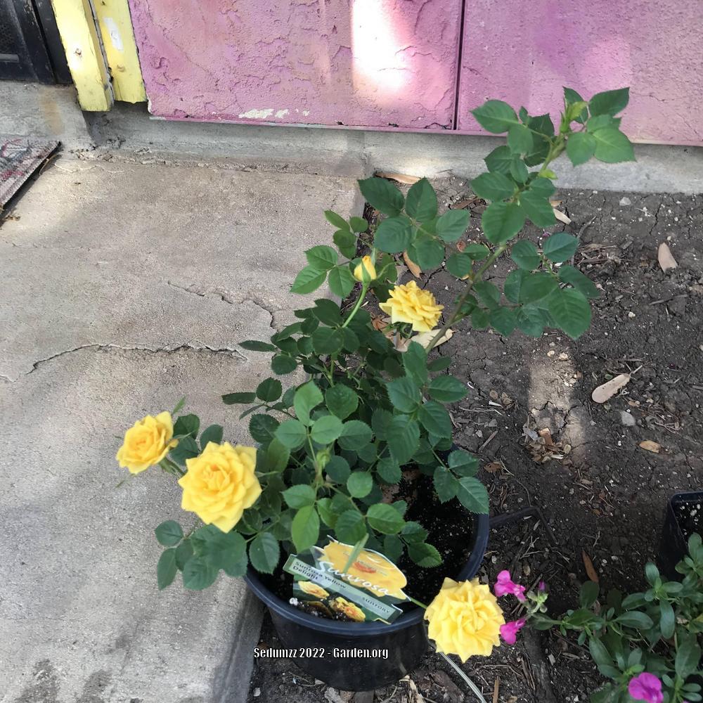 Photo of the entire plant of Rose (Rosa 'Sunrosa Yellow Delight ...