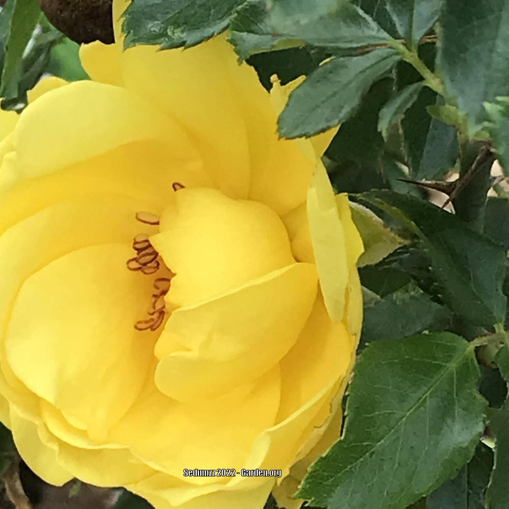 Photo of the bloom of Rose (Rosa 'True Friendship') posted by sedumzz ...