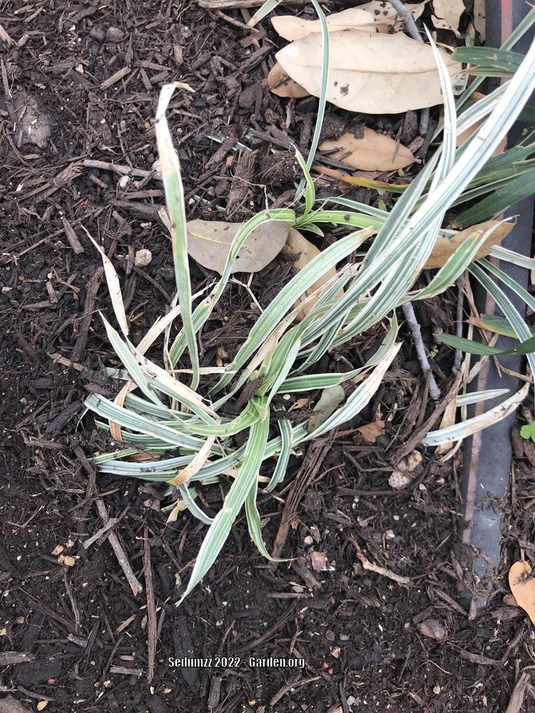 Photo of the entire plant of Creeping Lily Turf (Liriope spicata ...