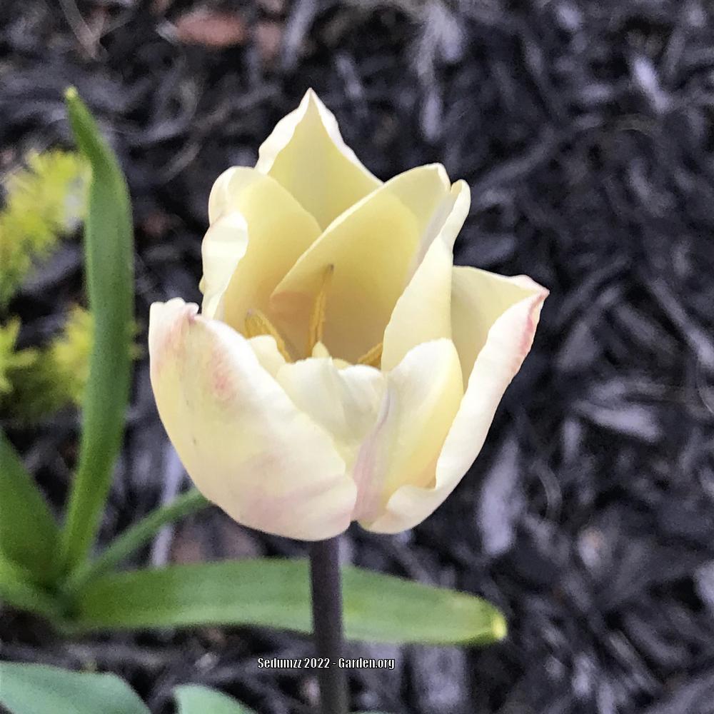 Photo of the bloom of Triumph Tulip (Tulipa 'Carola') posted by sedumzz ...