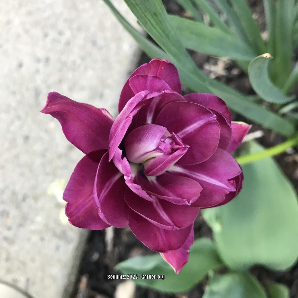 Photo of the bloom of Double Late Tulip (Tulipa 'Blue Diamond') posted ...