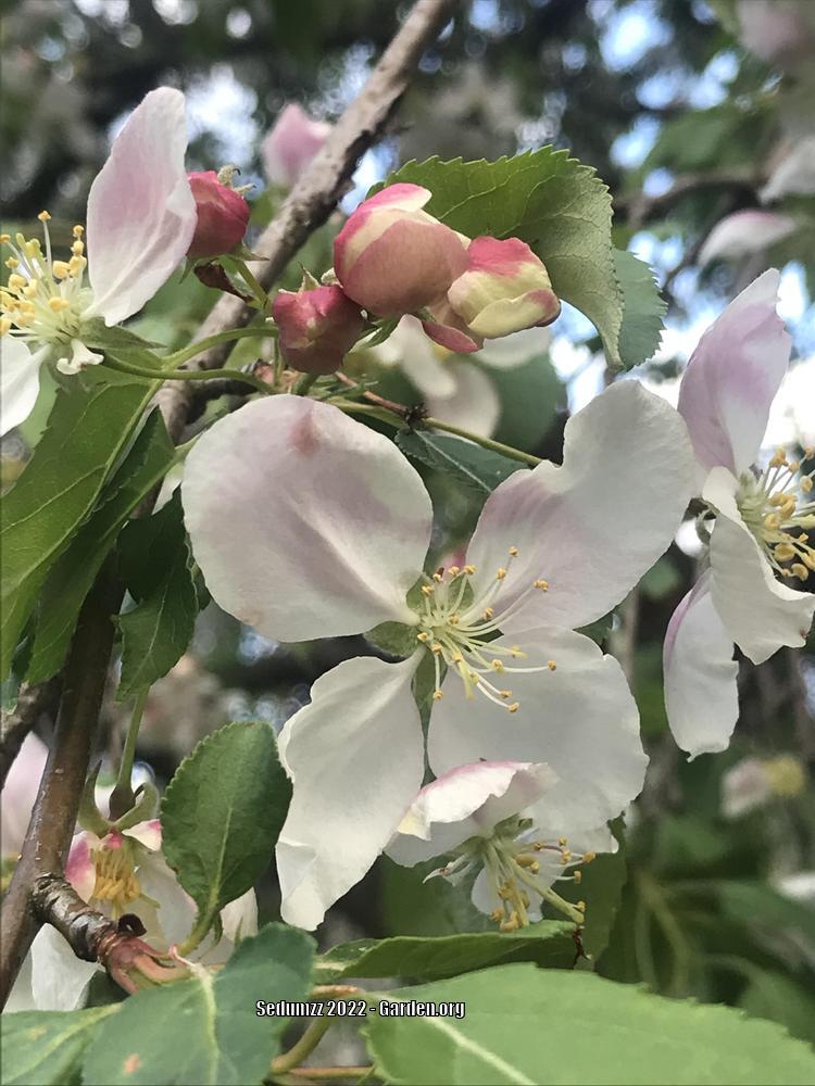 Sweet Crabapple (Malus coronaria) in the Apples Database - Garden.org