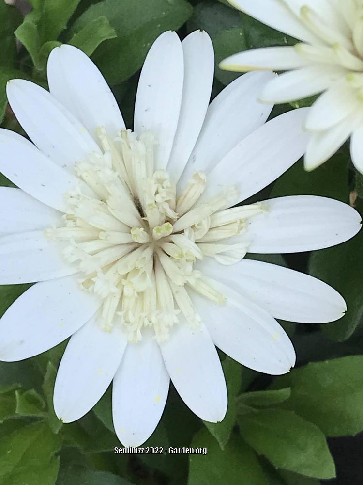 Photo of the bloom of African Daisy (Osteospermum 3D™ Coconut) posted ...