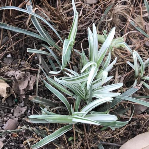 Creeping Lily Turf (Liriope spicata 'Silver Dragon') in the Liriopes ...