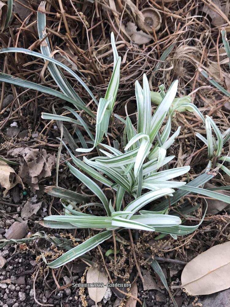 Photo of the entire plant of Creeping Lily Turf (Liriope spicata ...