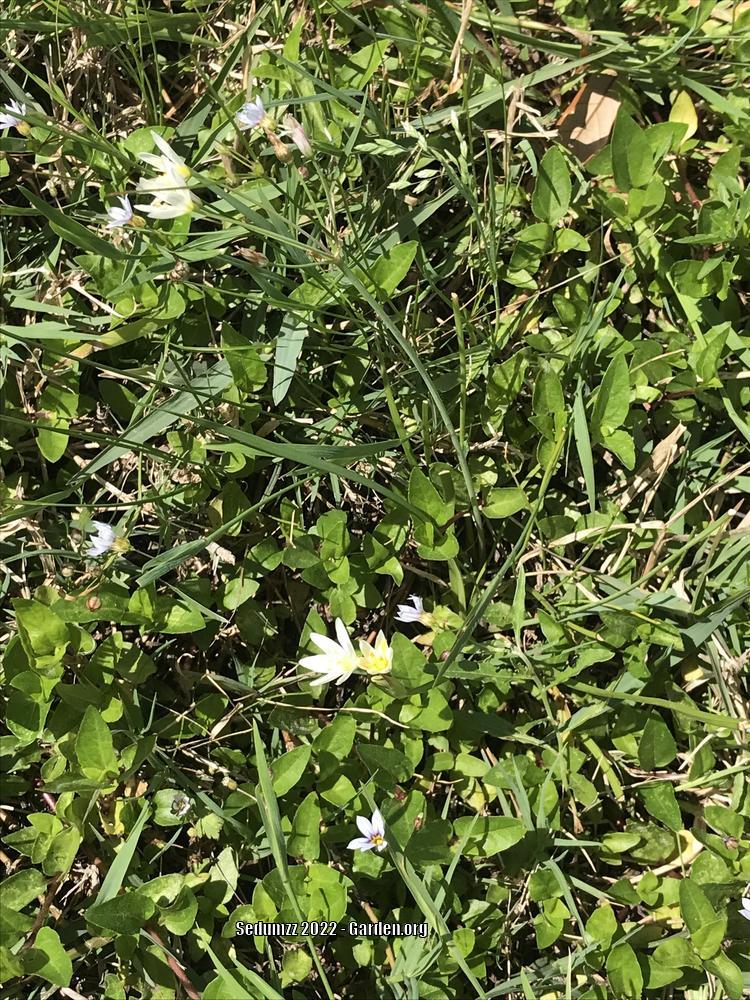 Photo of the entire plant of Crow Poison (Nothoscordum bivalve) posted ...