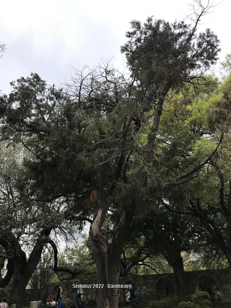 Photo of the entire plant of Ashe Juniper (Juniperus ashei) posted by ...