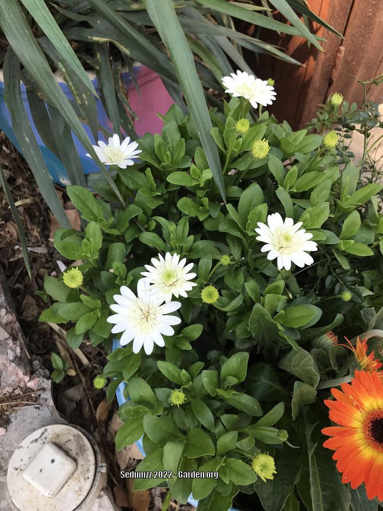 Photo of the entire plant of African Daisy (Osteospermum 3D™ Coconut ...