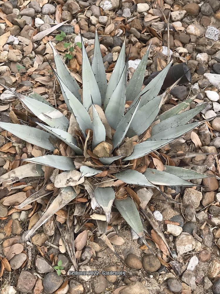 Photo of the entire plant of Parry's Agave (Agave parryi) posted by ...