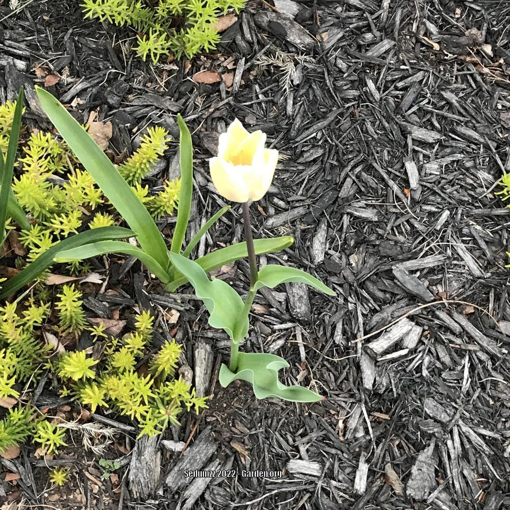 Photo of the entire plant of Triumph Tulip (Tulipa 'Carola') posted by ...