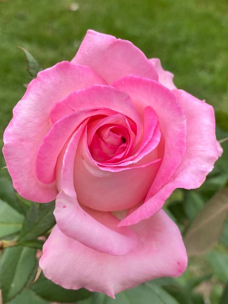Photo of the bloom of Rose (Rosa 'Louise Estes') posted by westsanders ...