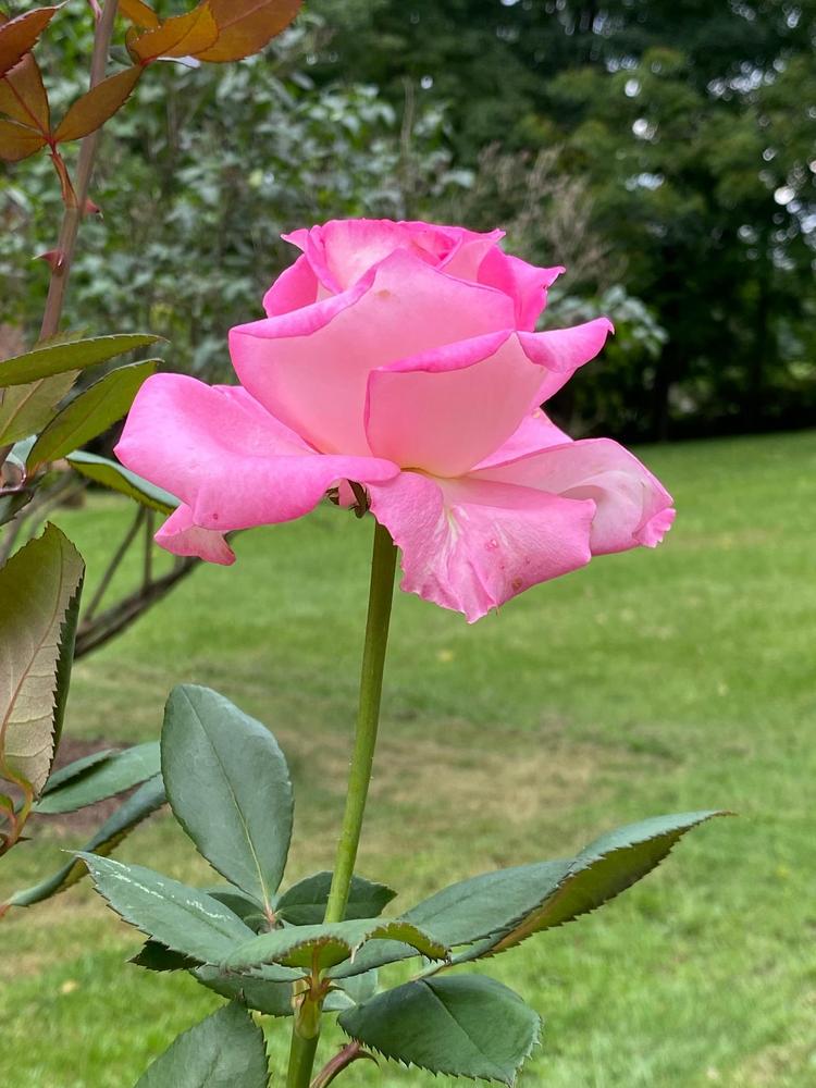 Photo of the bloom of Rose (Rosa 'Louise Estes') posted by westsanders ...