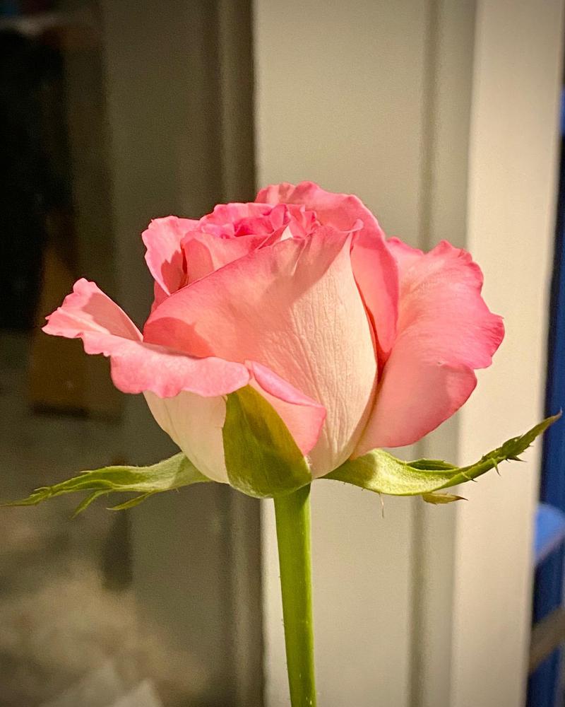 Photo of the bloom of Rose (Rosa 'Louise Estes') posted by westsanders ...