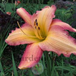 Daylily (Hemerocallis 'Painter's Splash') in the Daylilies Database - Garden.org