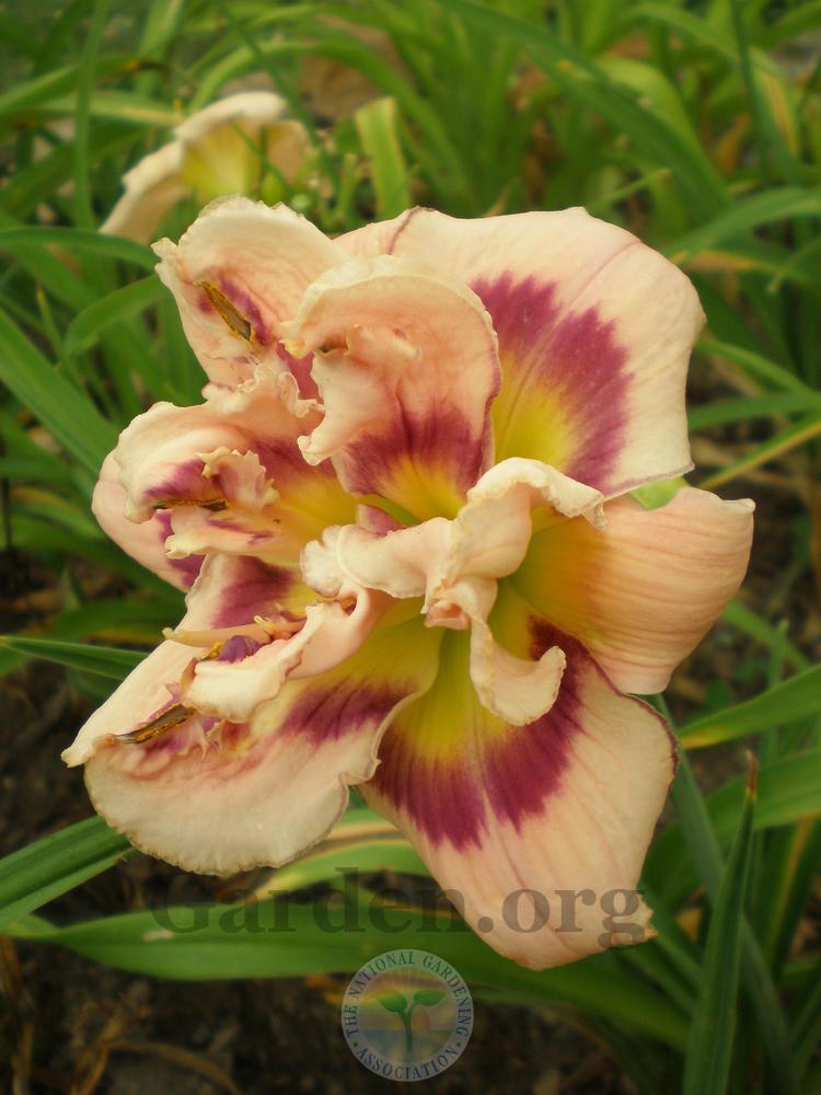Daylily (Hemerocallis 'Flamboyant Edges') in the Daylilies Database - Garden.org