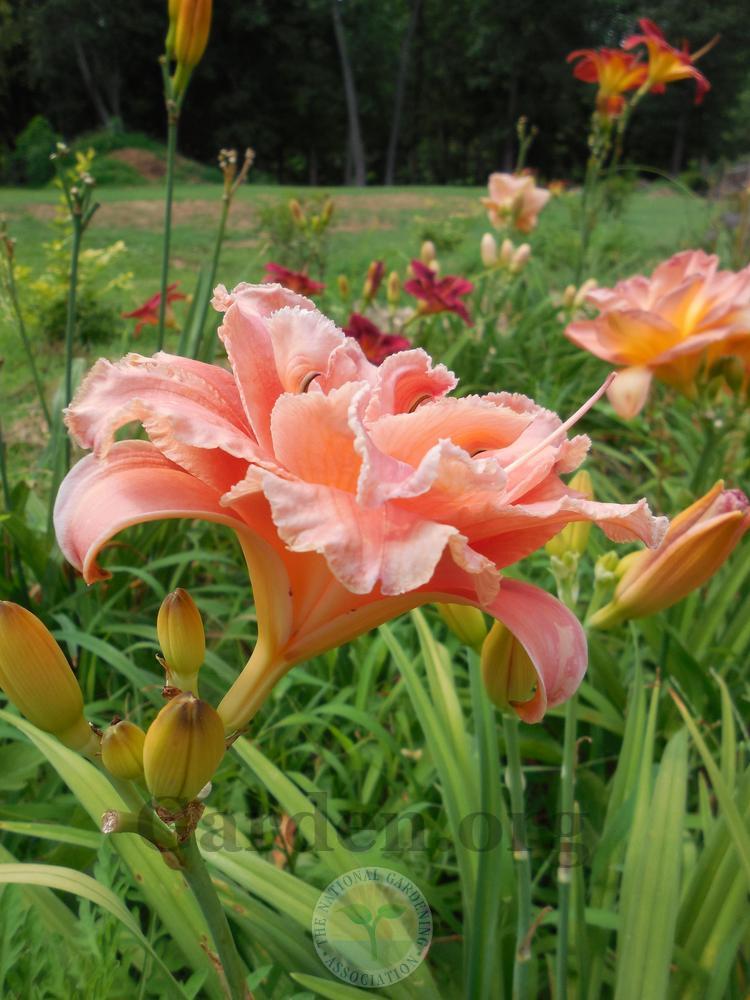 Photo of the bloom of Daylily (Hemerocallis 'Double Dribble') posted by ...
