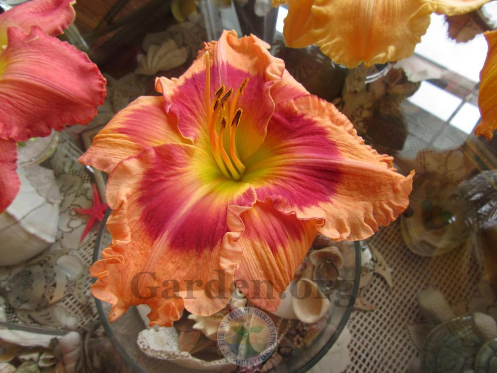 Daylily (Hemerocallis 'Flamboyant Eyes') in the Daylilies Database - Garden.org