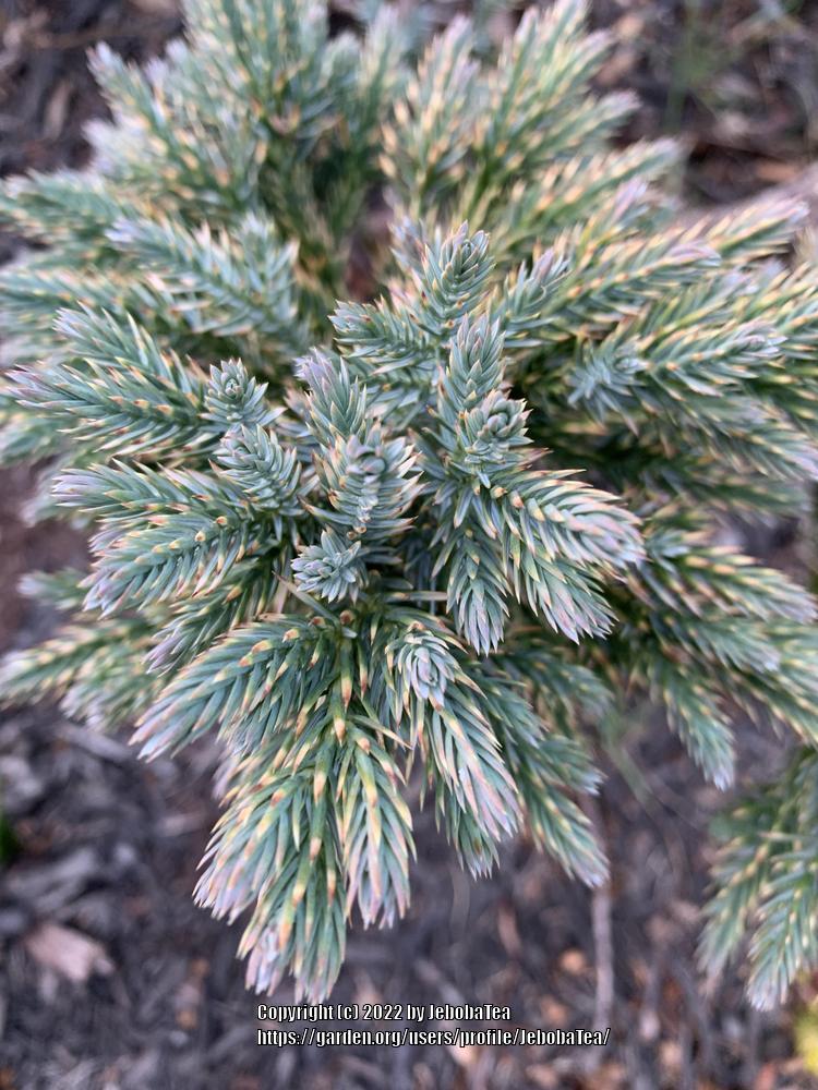 Flaky Juniper (Juniperus squamata) - Garden.org