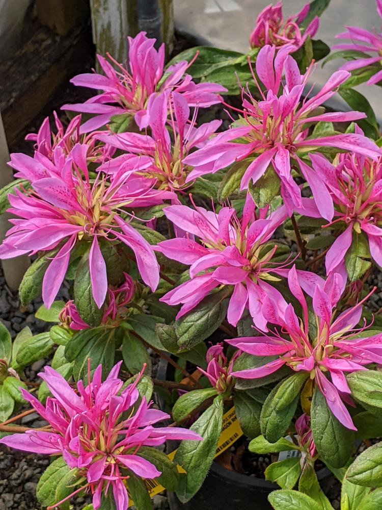 Photo of the entire plant of Azalea (Rhododendron 'Nuccio's Purple ...