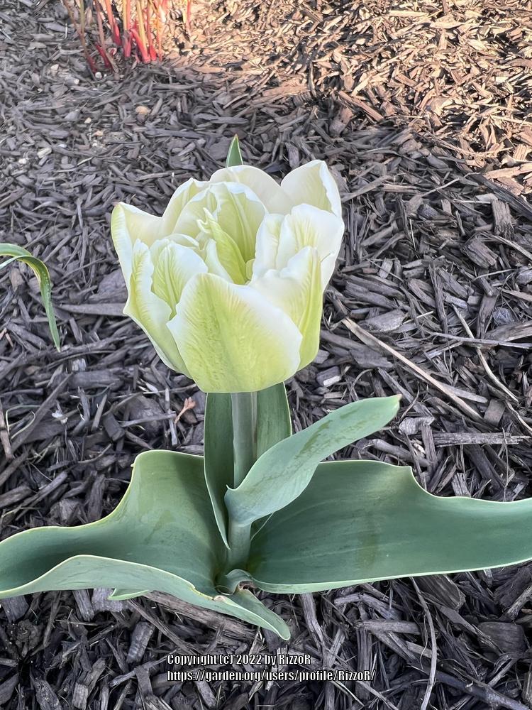 Photo of the entire plant of Double Late Tulip (Tulipa 'Angelique ...