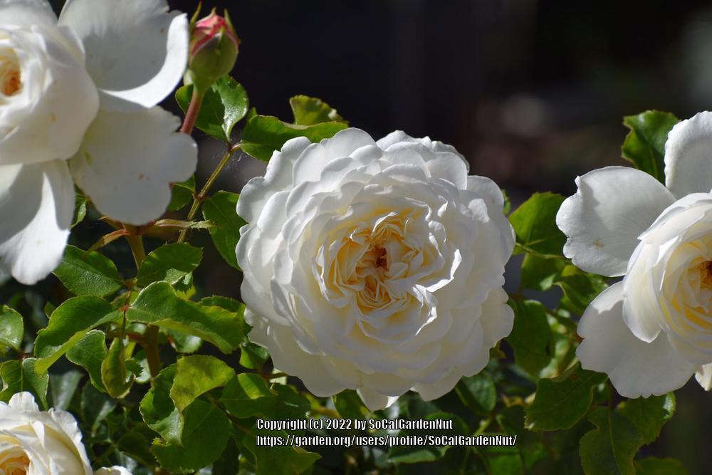 Photo of the bloom of Rose (Rosa 'Tranquillity') posted by ...