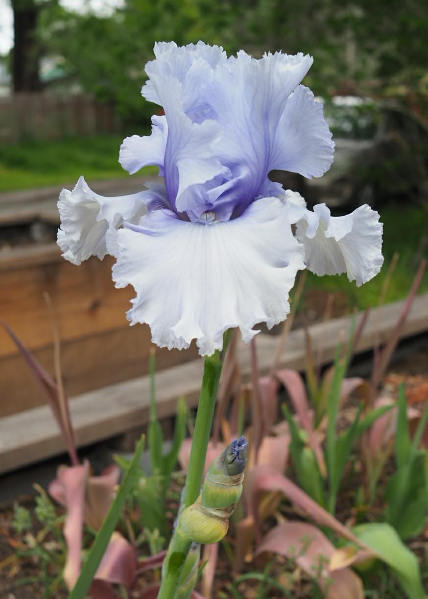 Photo of the bloom of Tall Bearded Iris (Iris 'Café Bleu') posted by ...