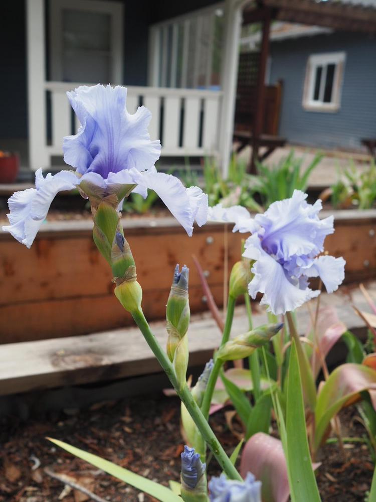 Photo of the bloom of Tall Bearded Iris (Iris 'Café Bleu') posted by ...