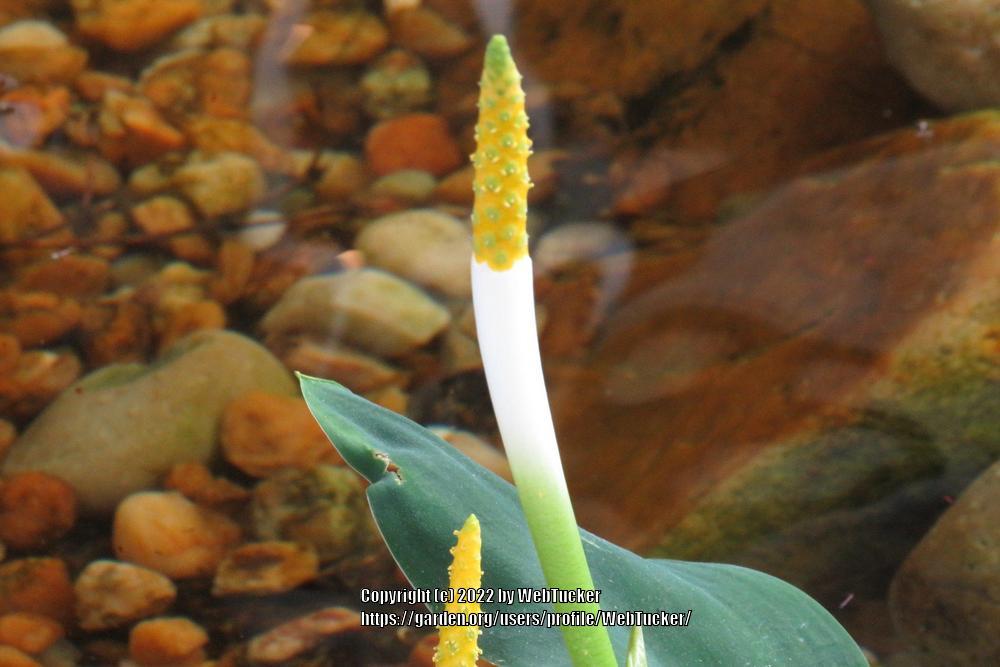 Photo of the bloom of Golden Club (Orontium aquaticum) posted by ...