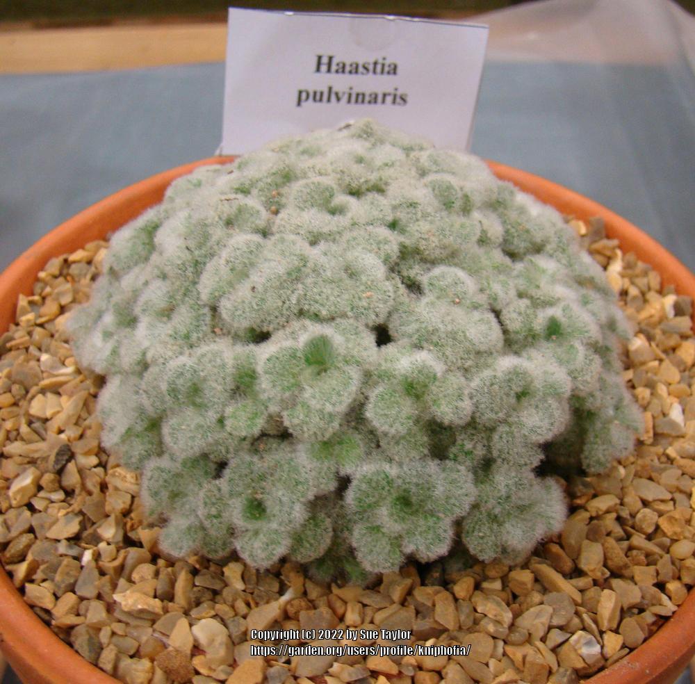 Giant Vegetable Sheep (Haastia pulvinaris) - Garden.org