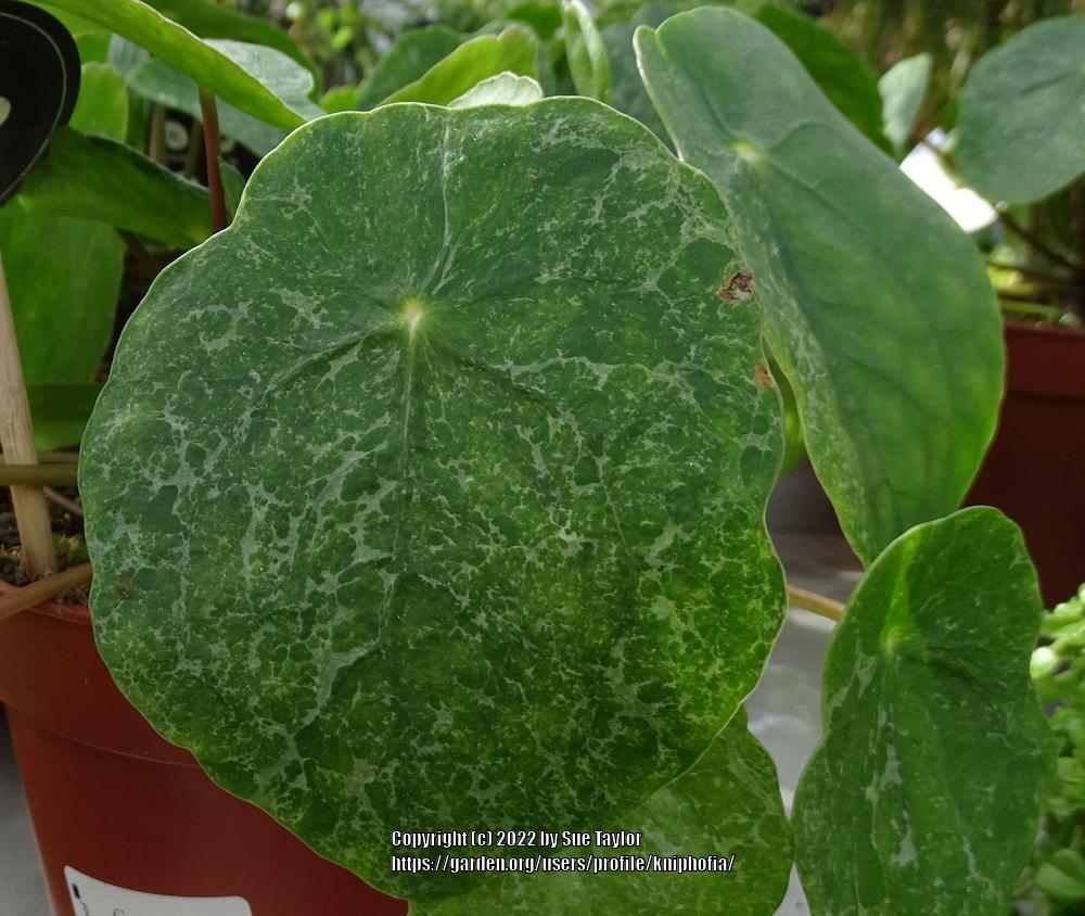 Photo of the leaves of Chinese Money Plant (Pilea peperomioides 'Sugar ...