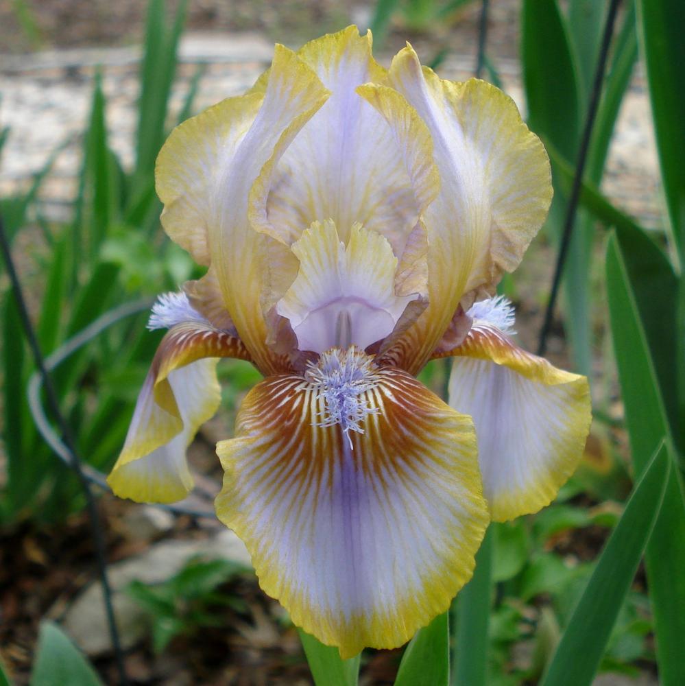 Arilbred Iris (Iris 'Childsong') in the Irises Database - Garden.org
