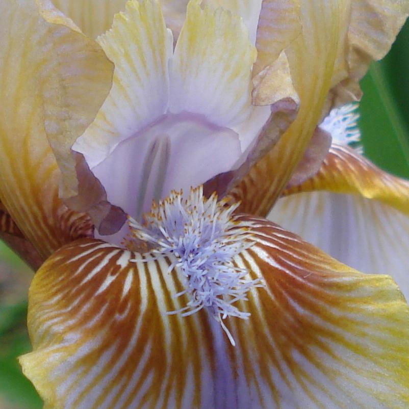 Photo of the stamens, filaments and pistils of Arilbred Iris (Iris ...