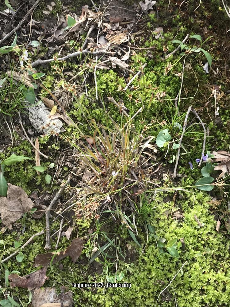 Hedgehog Woodrush (Luzula echinata) - Garden.org