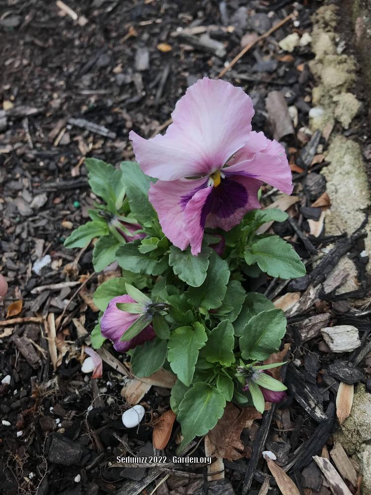 Photo of the entire plant of Pansy (Viola x wittrockiana Delta™ Monet ...