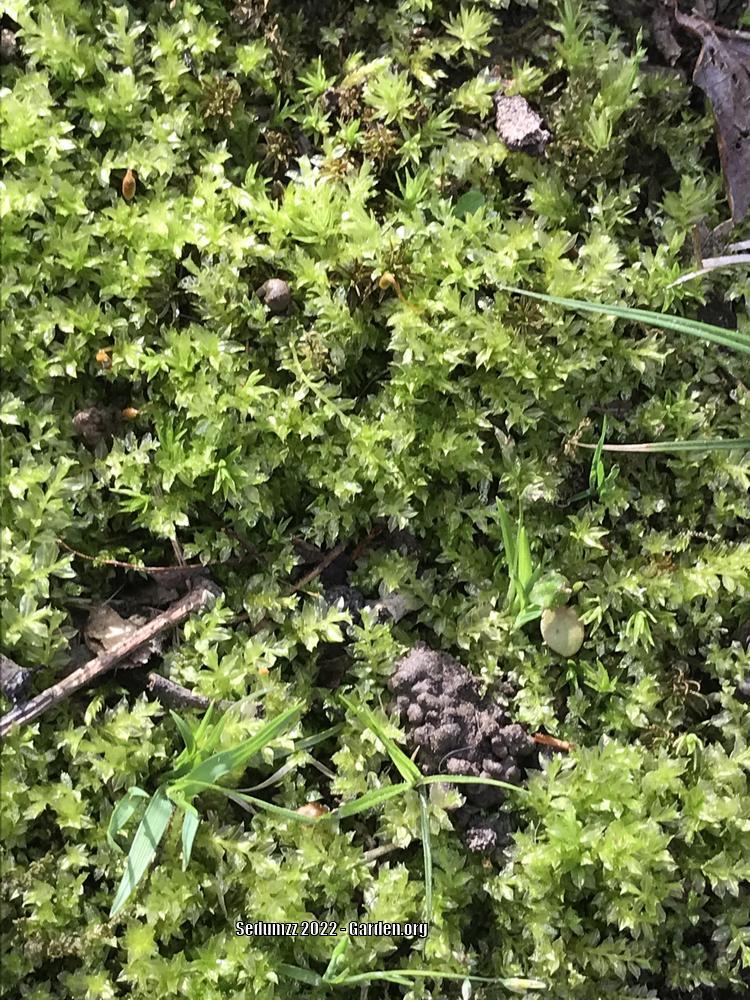 Badge Moss (Plagiomnium ciliare) - Garden.org