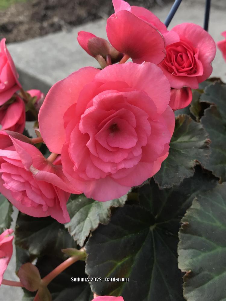 Photo of the bloom of Begonia (Begonia x tuberhybrida Nonstop™ Mocca Pink Shades) posted by ...