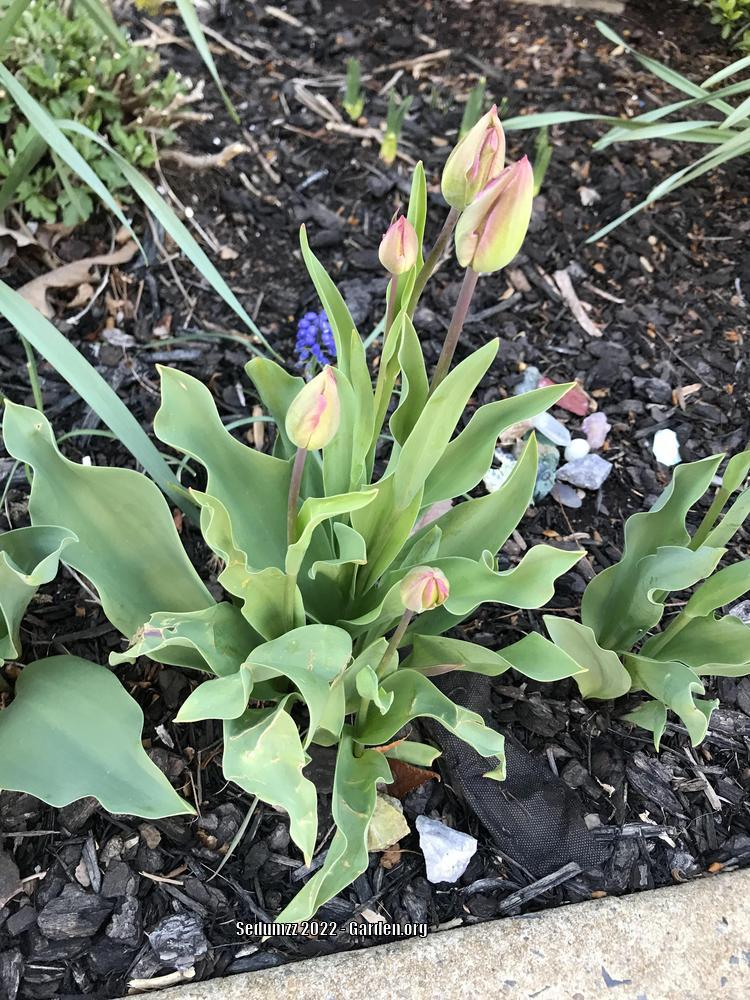 Photo of the entire plant of Double Late Tulip (Tulipa 'Blue Diamond ...