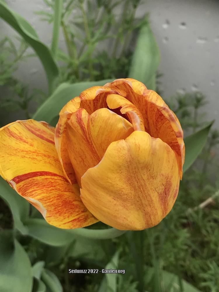 Photo of the bloom of Darwin Hybrid Tulip (Tulipa 'Daydream') posted by ...