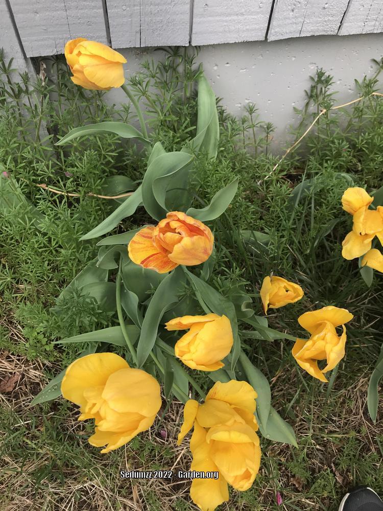 Photo of the entire plant of Darwin Hybrid Tulip (Tulipa 'Daydream ...