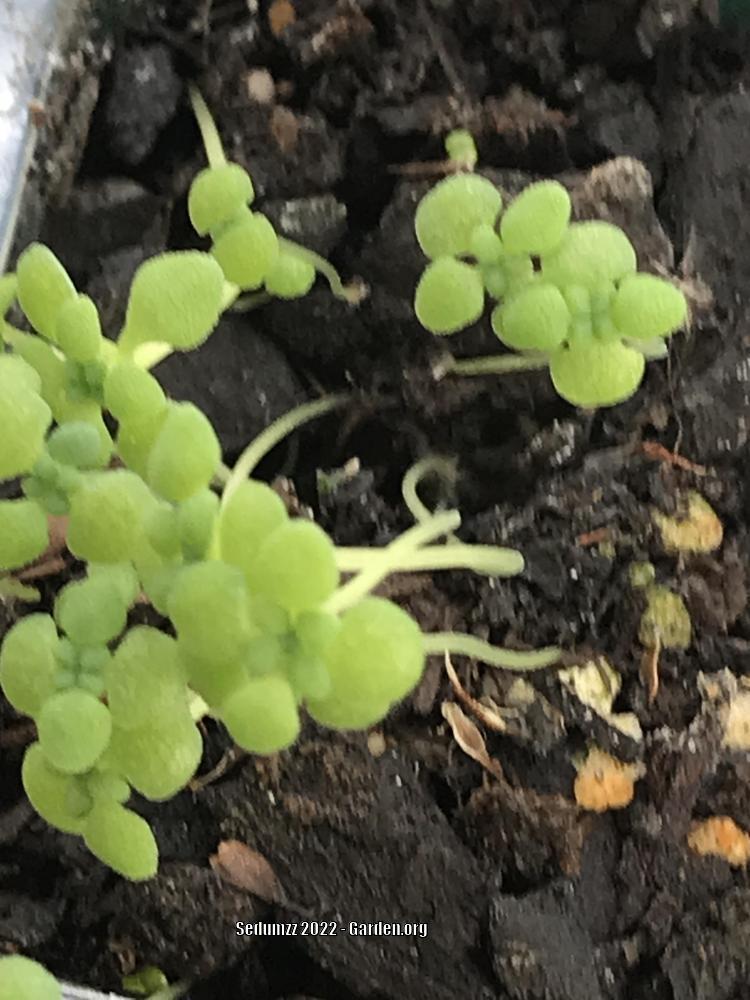 Photo of the seedling or young plant of Red Stonecrop (Sedum rubens ...