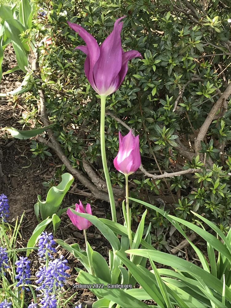 Lily Flowered Tulip (Tulipa 'Maytime') in the Tulips Database - Garden.org