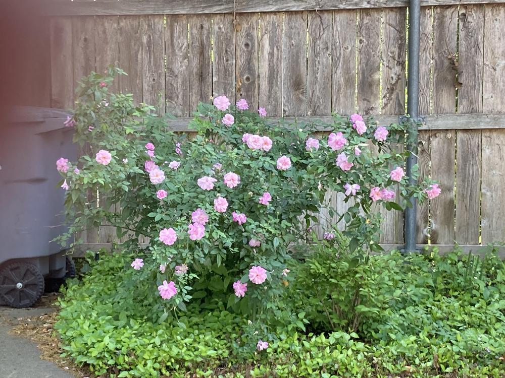 Photo of the entire plant of Rose (Rosa 'Old Blush') posted by ...