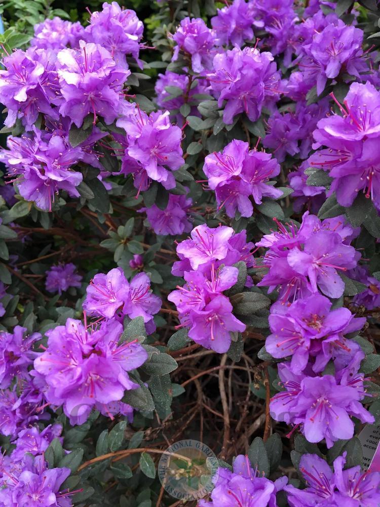 Rhododendron 'Ramapo' in the Rhododendrons Database - Garden.org