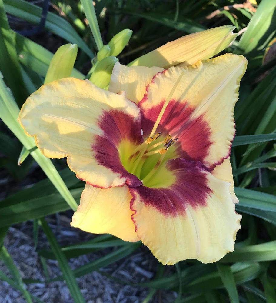 Daylily (Hemerocallis 'George Manning') in the Daylilies Database ...